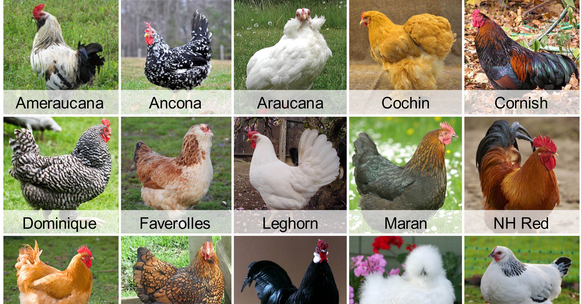 Choosing The Right Laying Hens For You