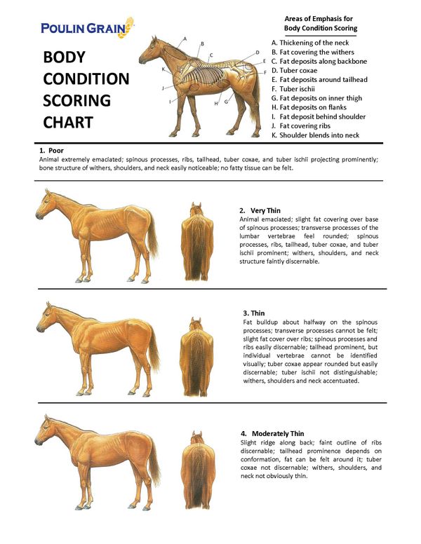 Body Condition Scoring Your Horse